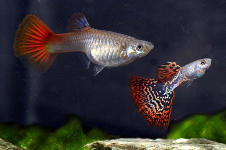 1Paar Guppy Moskau Blau / Poecilia reticulata